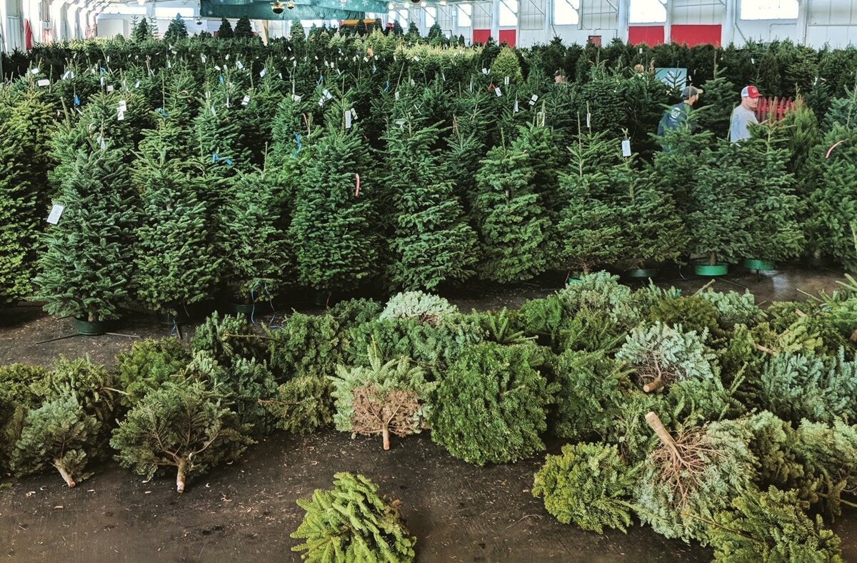 Panamá 2026 recolección de árboles | Ours Abroad News